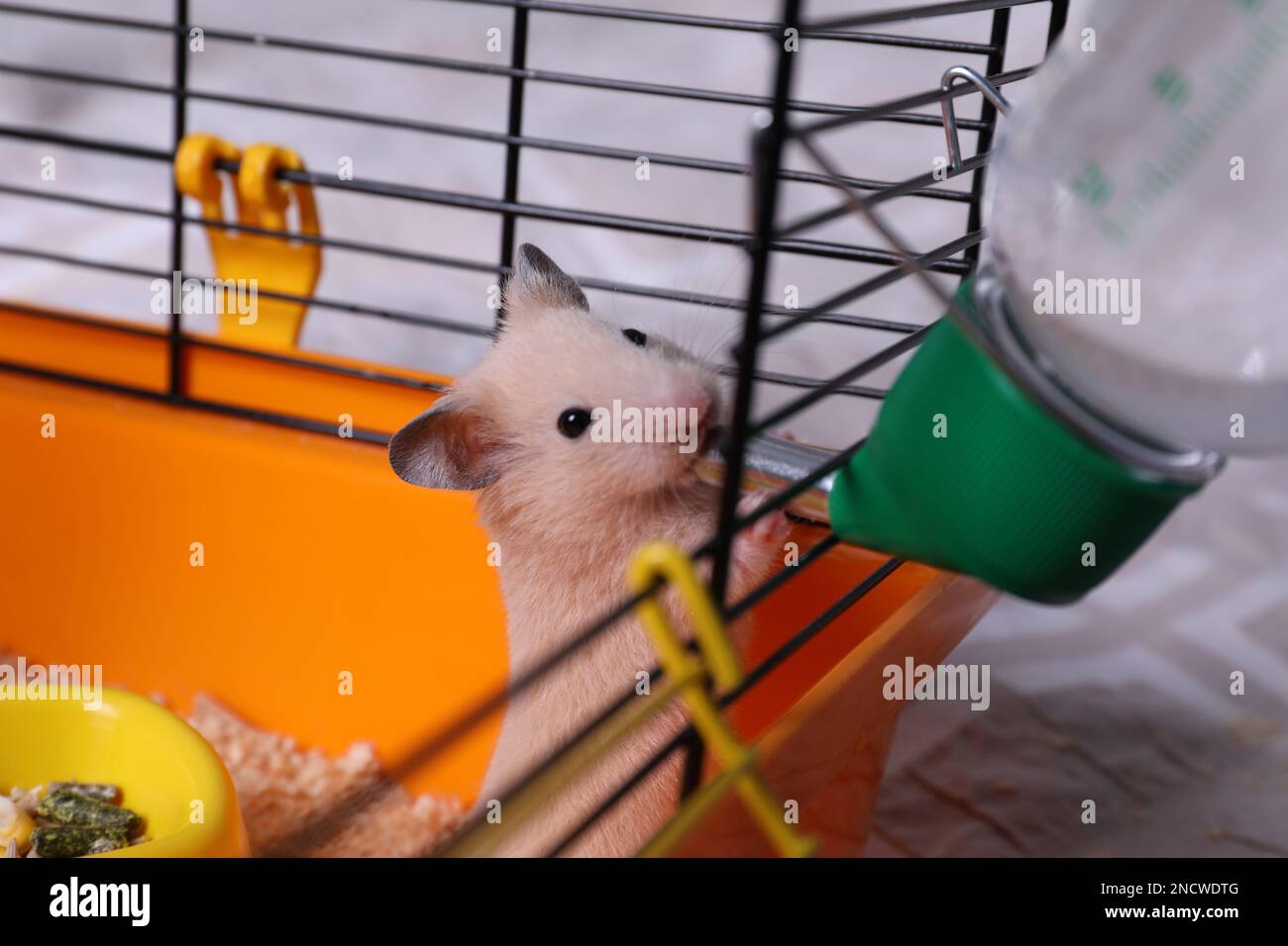 Cute little fluffy hamster drinking in cage Stock Photo - Alamy