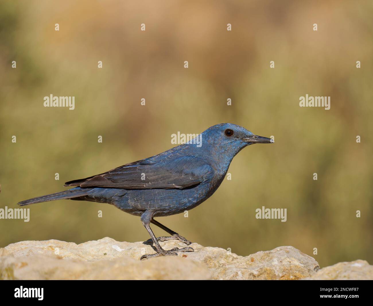 Blue Rock Thrush Monticola solitarius Valencia, Spain BI035639 Stock ...