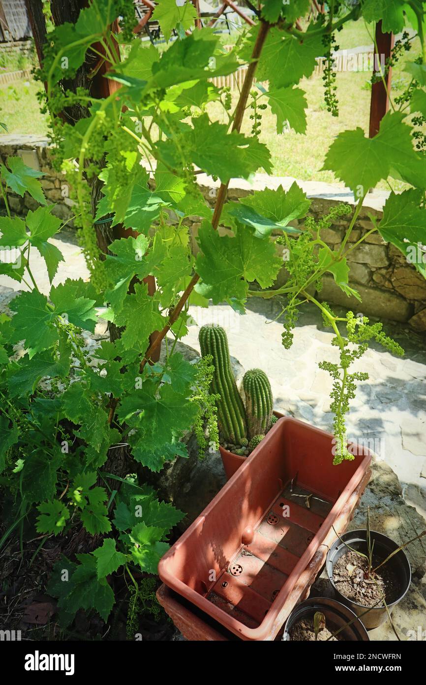 Early spring in the garden:pots ready for plants and the first grapes ...
