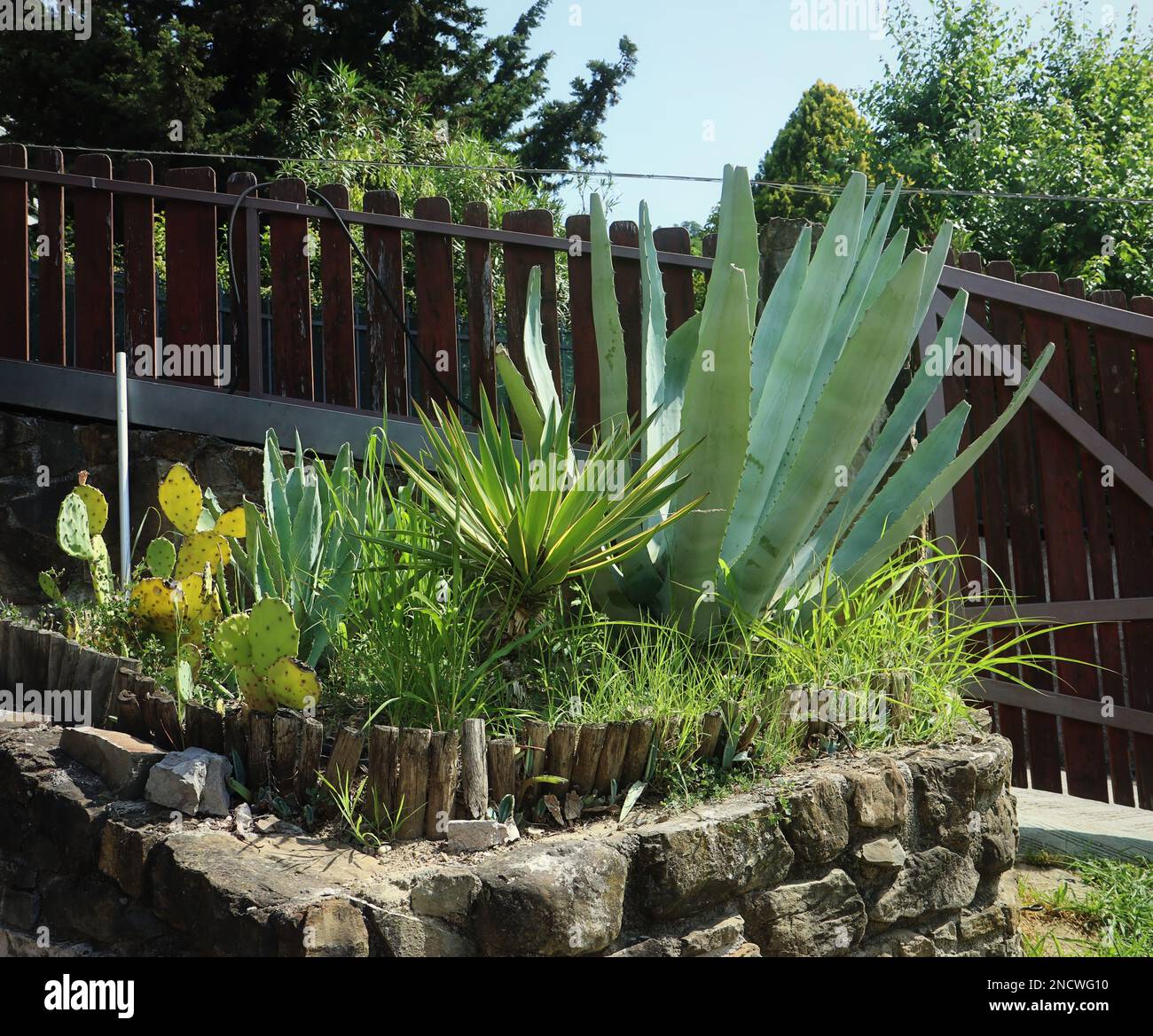 Succulent plants in the garden early spring Stock Photo - Alamy