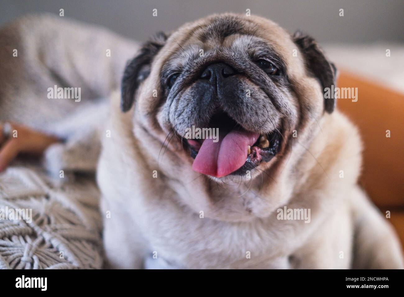 Funny close up portrait of old pug dog with female owner laying in ...