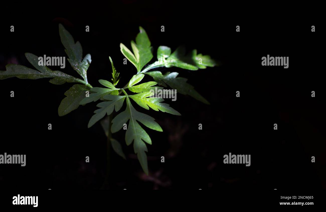 Small young tree sapling putting out its first spring leaves. Highly ...