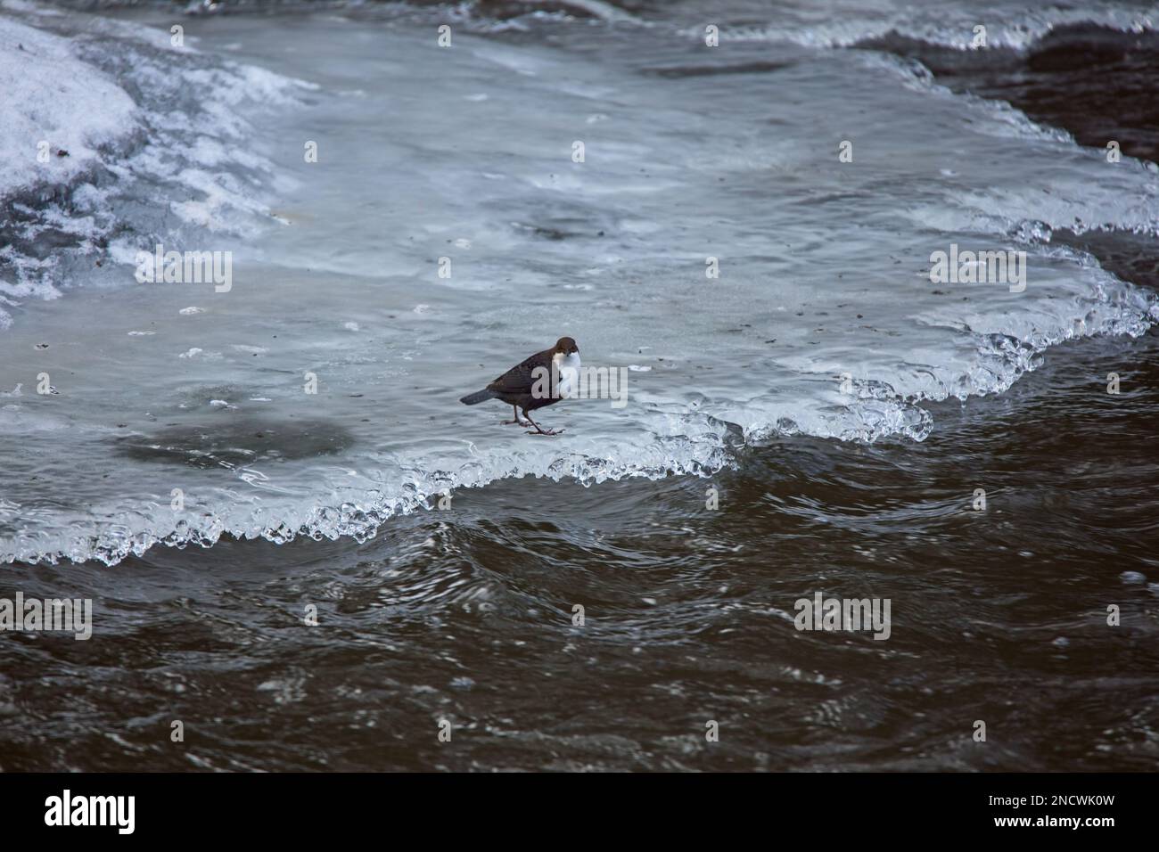 White-throated dipper, also known as the European dipper, is an aquatic ...