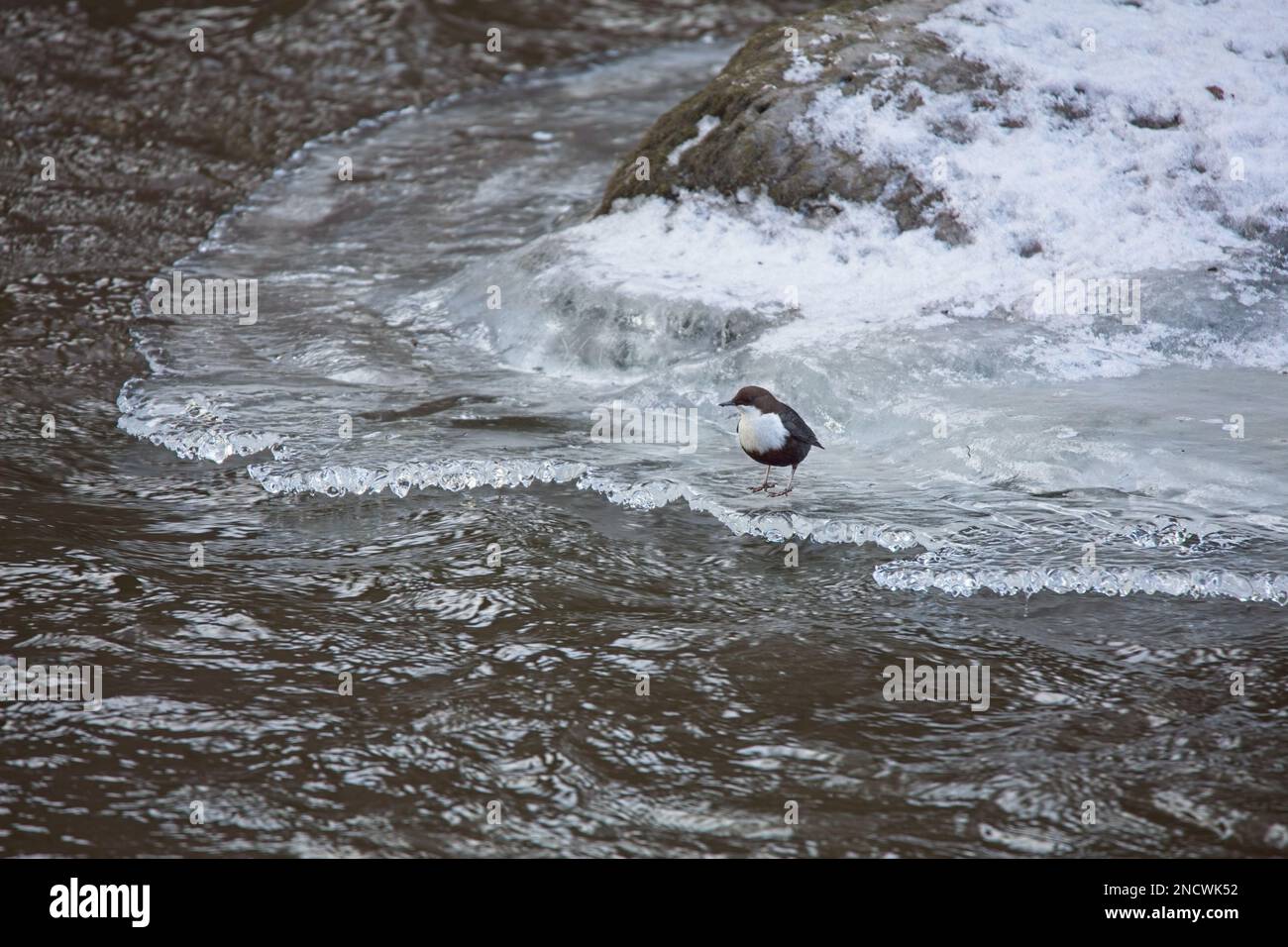 White-throated dipper, also known as the European dipper, is an aquatic ...