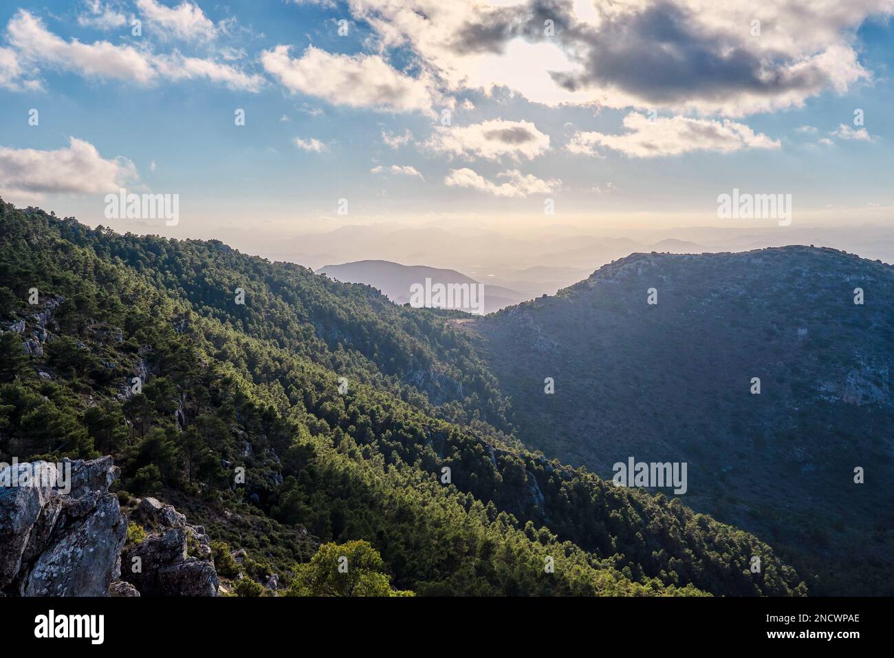 Pedro ponce mountains with a dense forest mainly of pine trees.It is ...