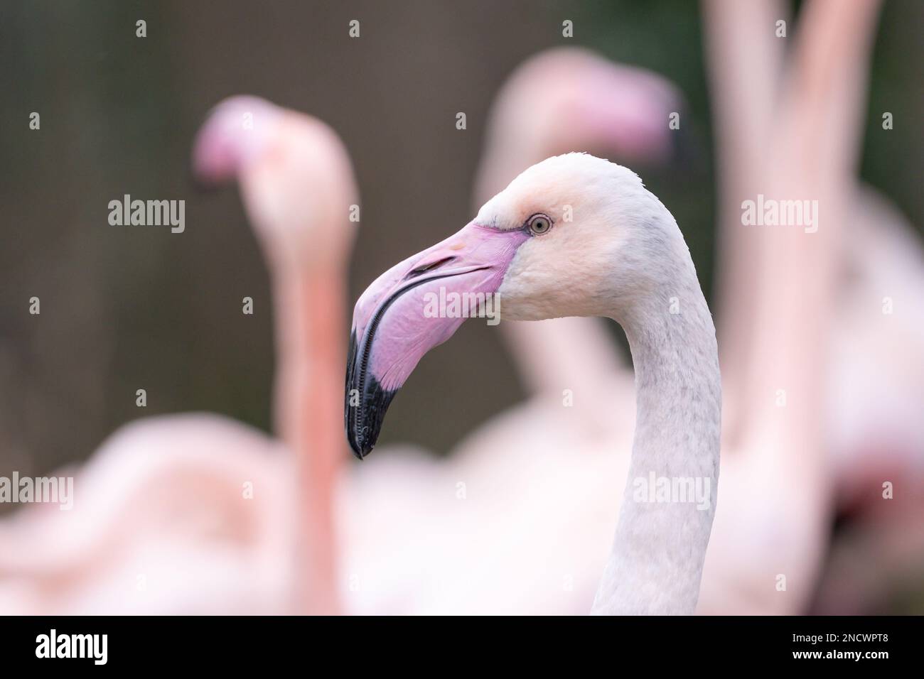 National bird of the bahamas hi-res stock photography and images - Alamy