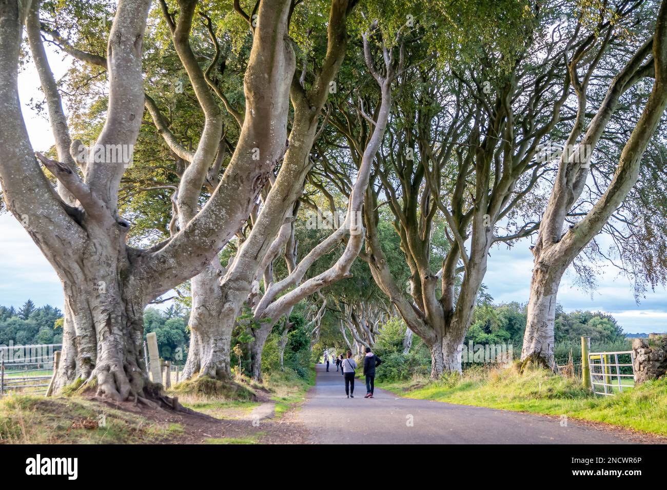 The Dark Hedges tree tunnel in Ballymoney, Northern Ireland, UK Stock ...