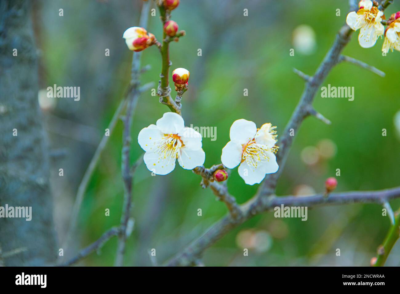 A branch of a blossoming fruit tree. Pink and red stylized flowers of ...