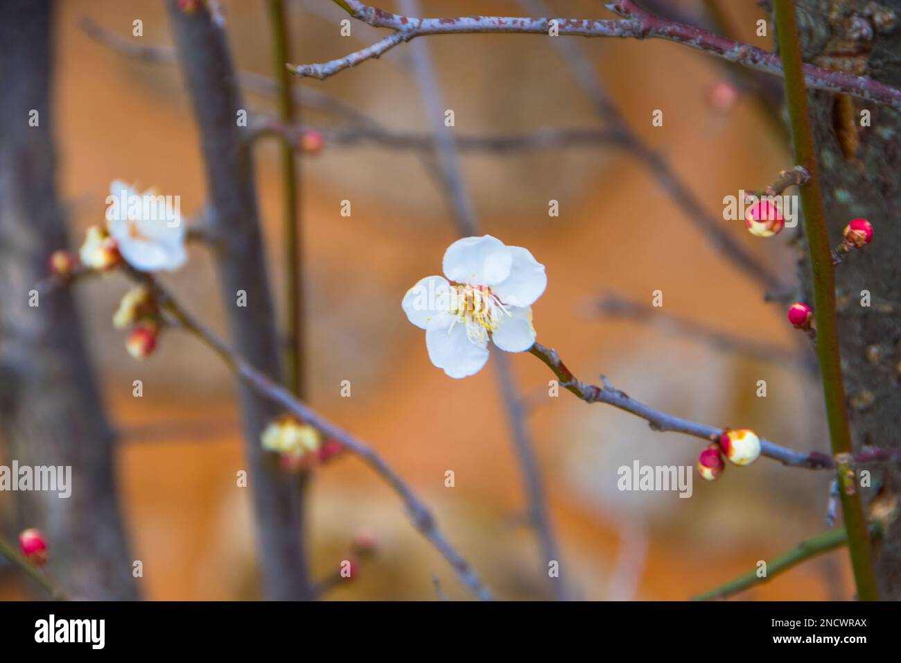 A branch of a blossoming fruit tree. Pink and red stylized flowers of ...