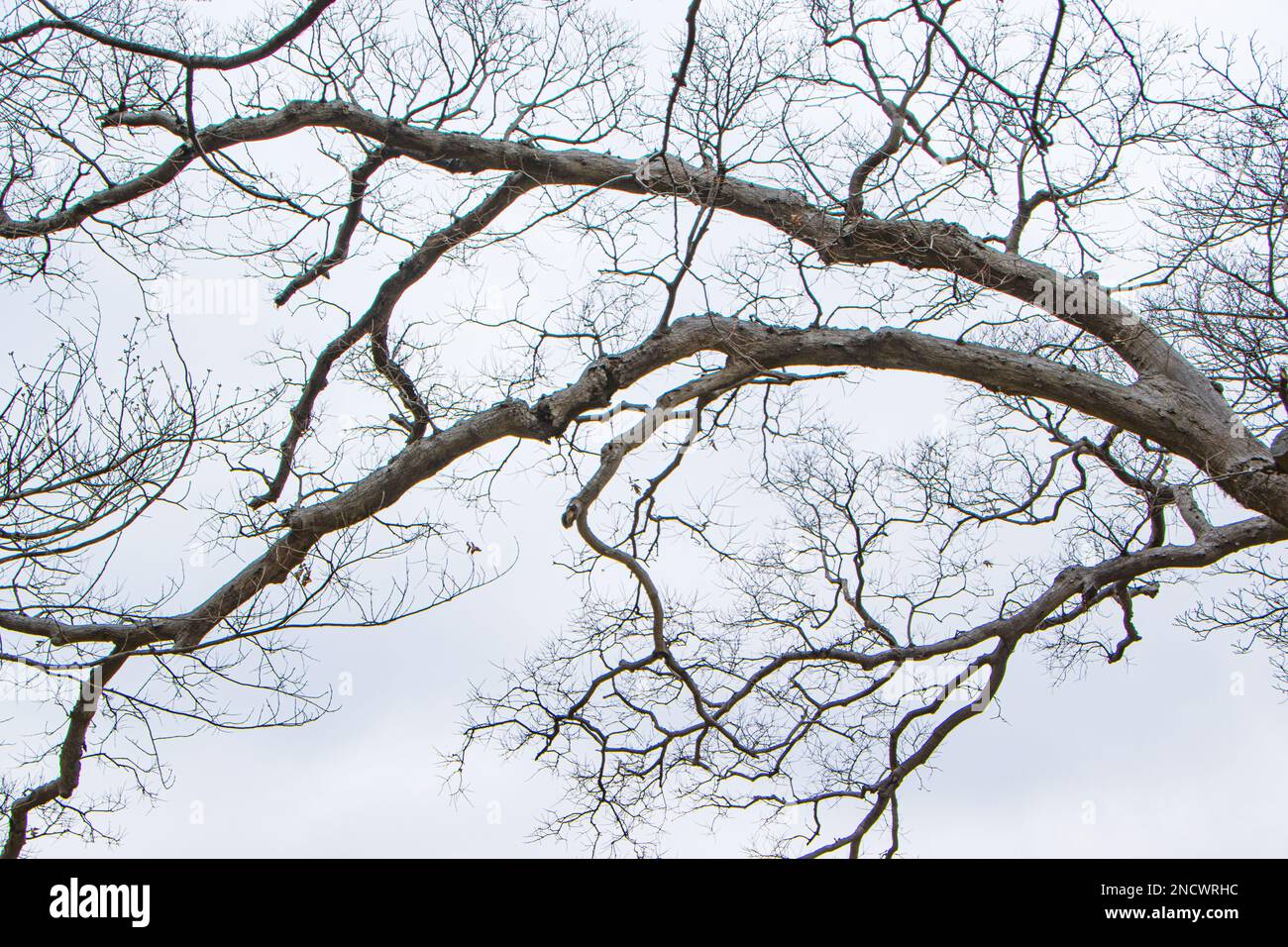 Vector Collection of Stylized Branch Silhouettes Stock Photo - Alamy