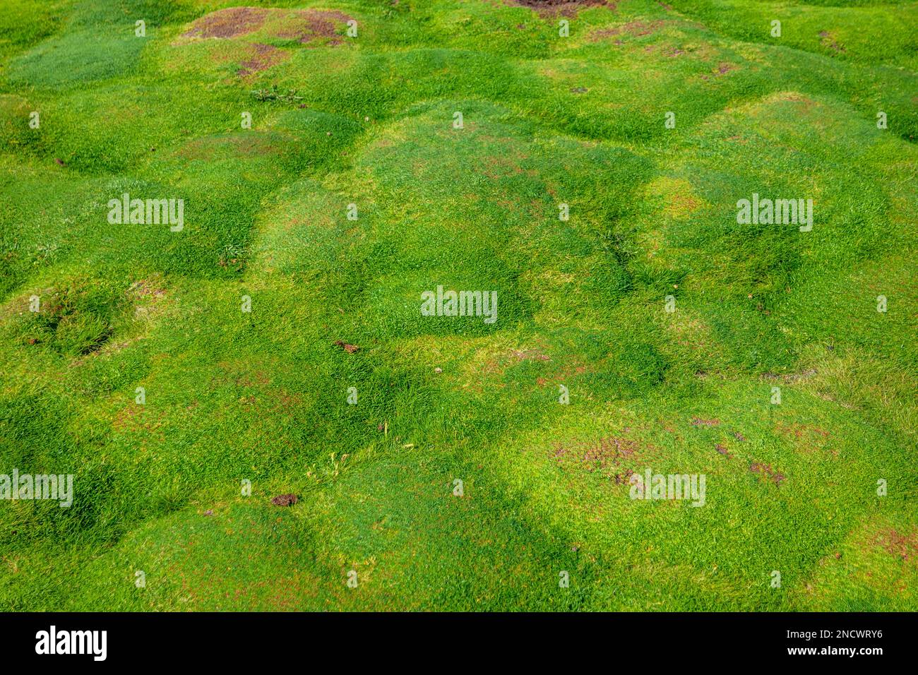 Beautiful bumpy grass at Downpatrick Head In County Mayo - Ireland ...