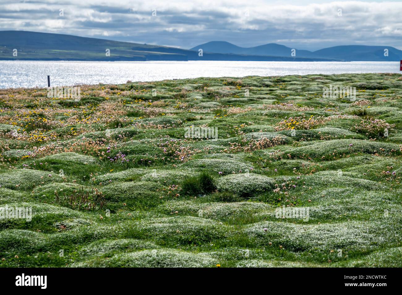 Bumpy grass hi-res stock photography and images - Alamy