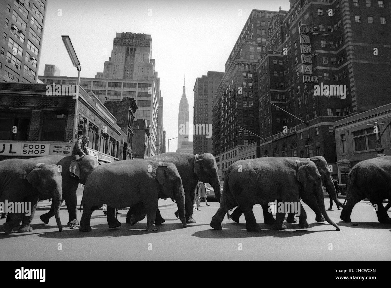 Elephants parade towards Madison Square Garden in New York City on ...