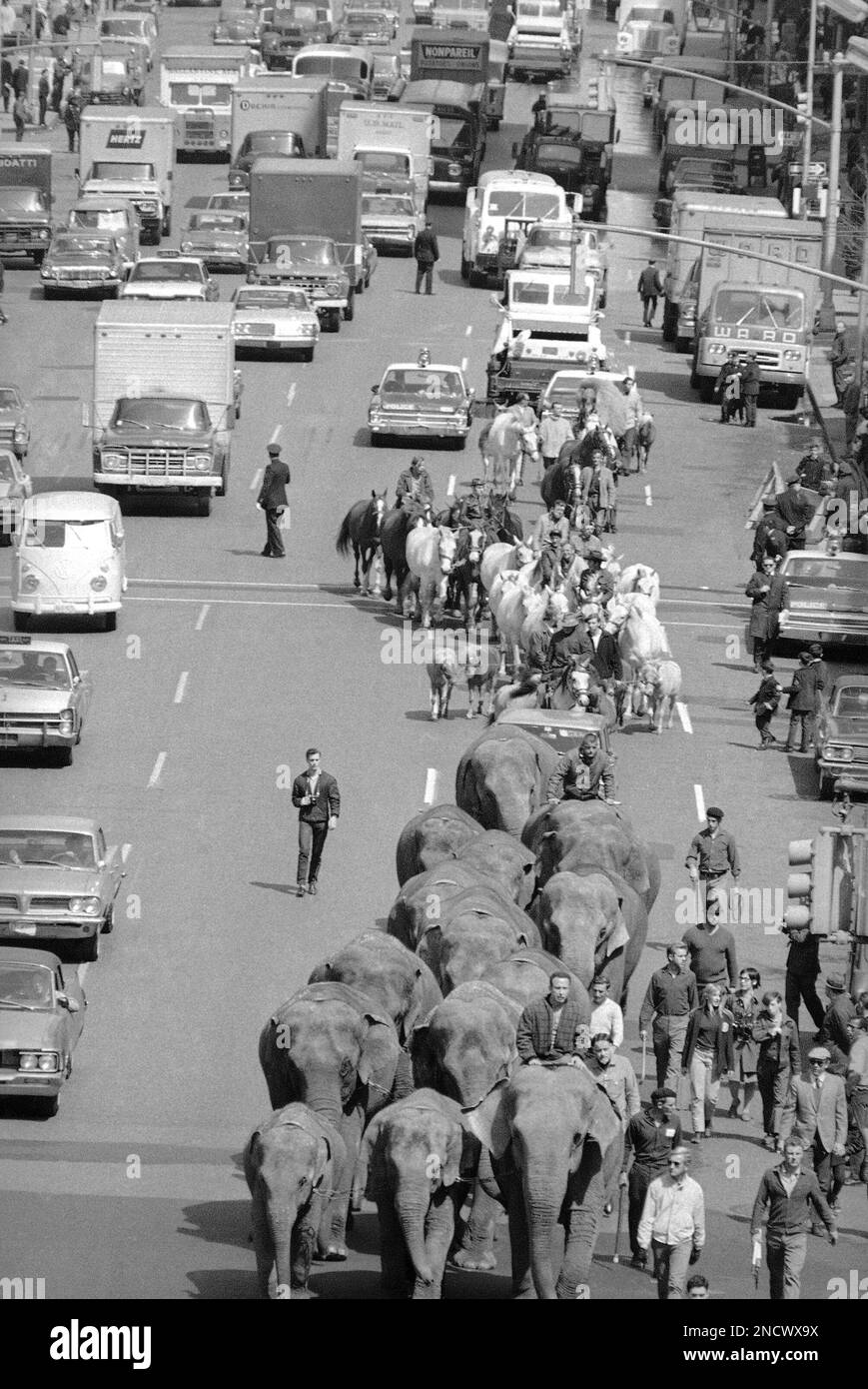 Elephants and horses snarl traffic on 9th Avenue in New York City’s ...