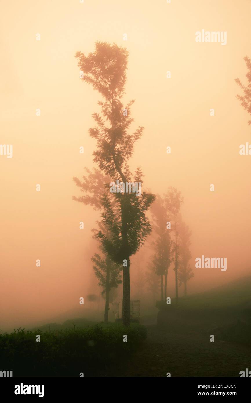 orange morning mist in the mountain forest Stock Photo - Alamy