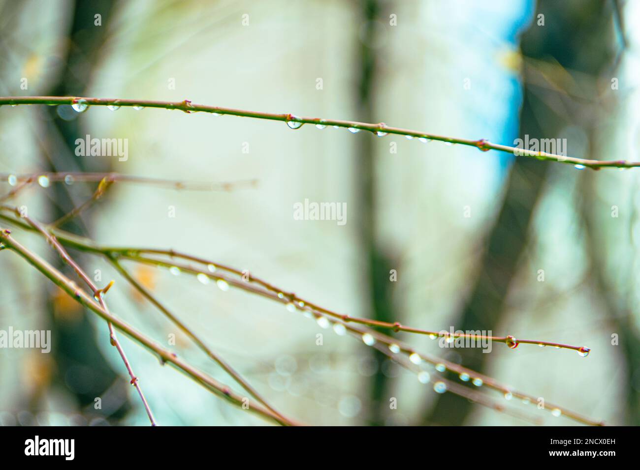 Big water drop on the green grass. Dew drop in the morning on a green ...