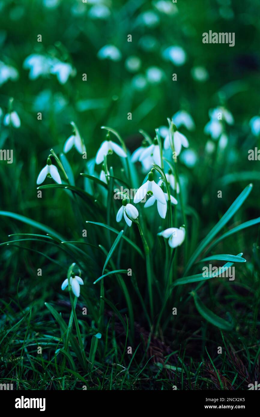 Galanthus nivalis, the snowdrop or common snowdrop Stock Photo - Alamy