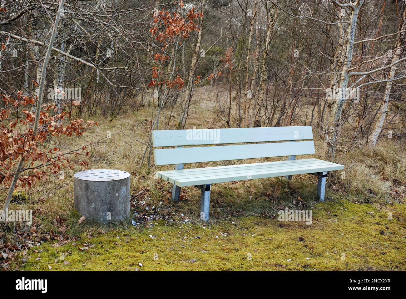 Forest wilderness. Uncultivated forest wilderness in Denmark - Odde ...