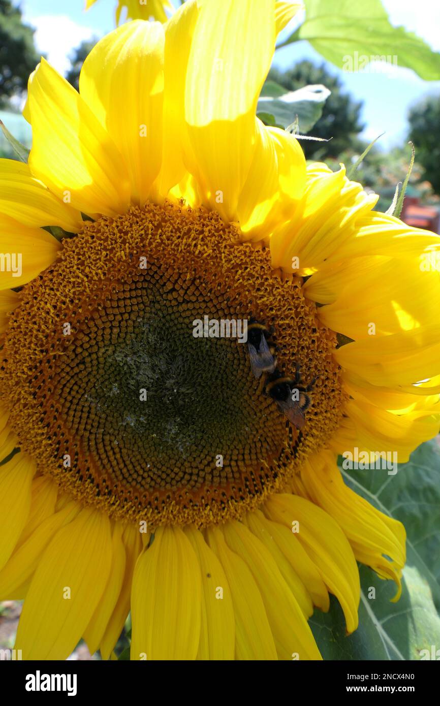 Informal english gardens hi-res stock photography and images - Alamy