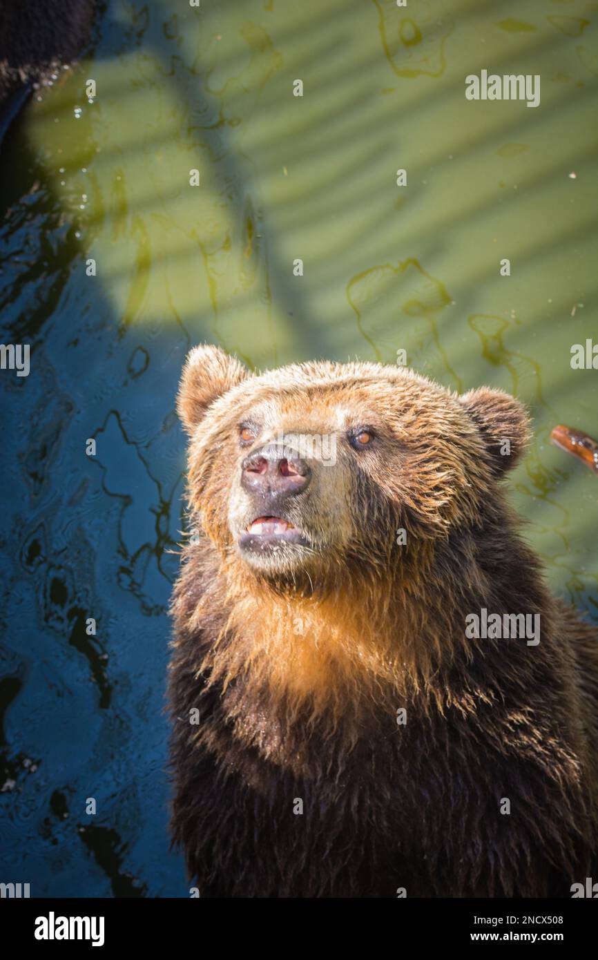 A top view of a Grizzly bear looking up and swimming in the reflecting ...