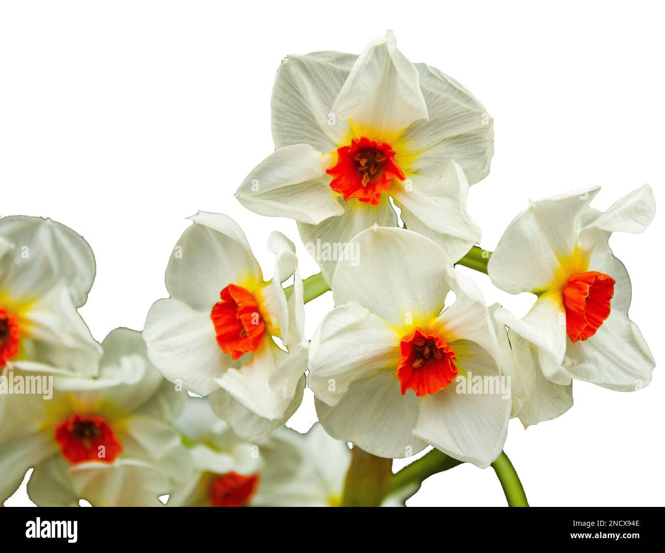 Spring flowers daffodils isolated on white background. White flower ...