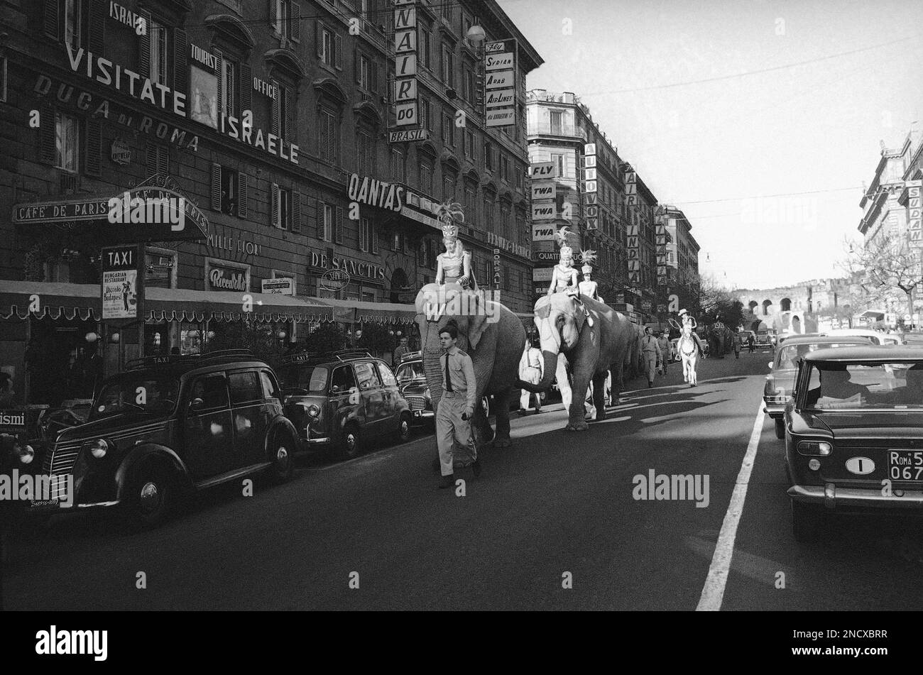 A group of elephants each with a beautiful uniformed circus girl on the ...