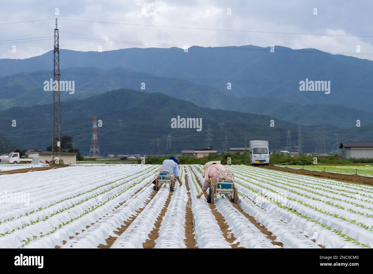 Farm workers use small trolleys to plant lettuces in fields near ...