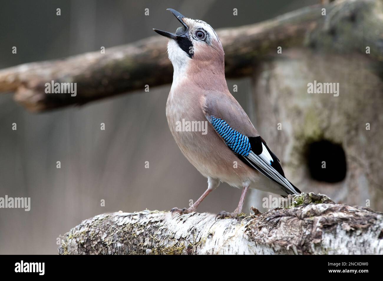 Eichelhäher *** Local Caption *** Acorn in beak, Jay, Jay with acorn ...
