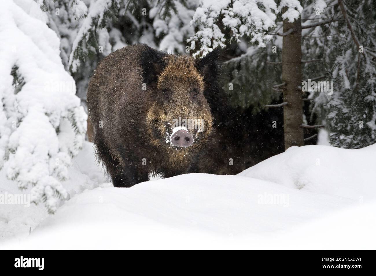 Schwarzwild im Tiefschnee *** Local Caption *** Bristle Animals, Real ...