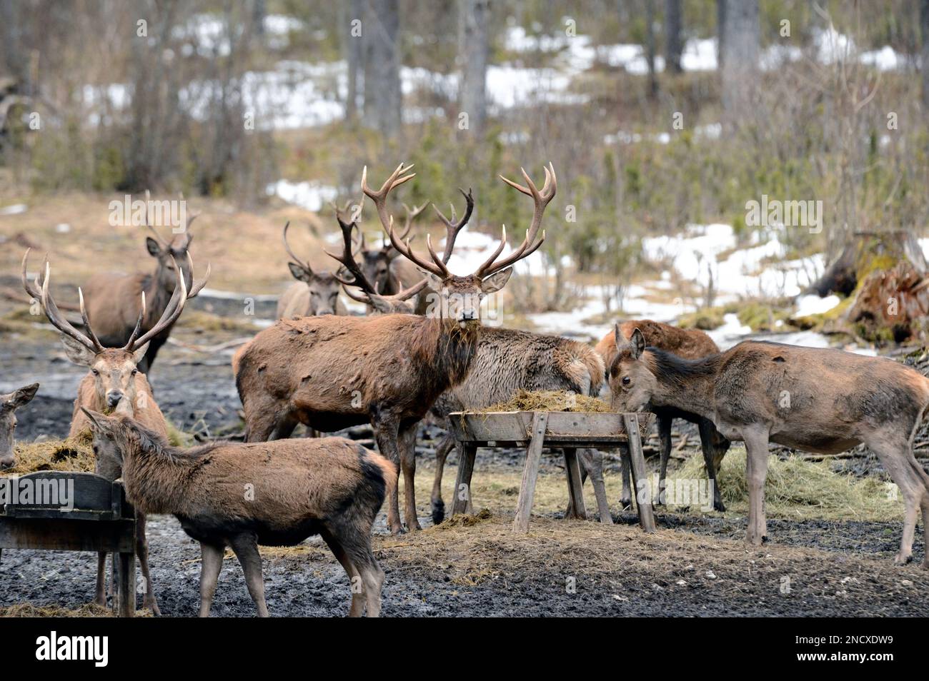 Rotwild, Rothirsch *** Local Caption *** Cervids, Cervus elaphus ...
