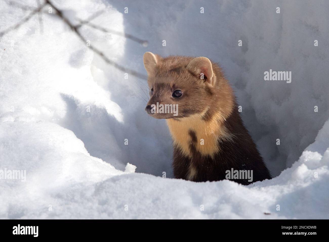 Baummarder im Tiefschnee *** Local Caption *** Pine marten, Real marten ...