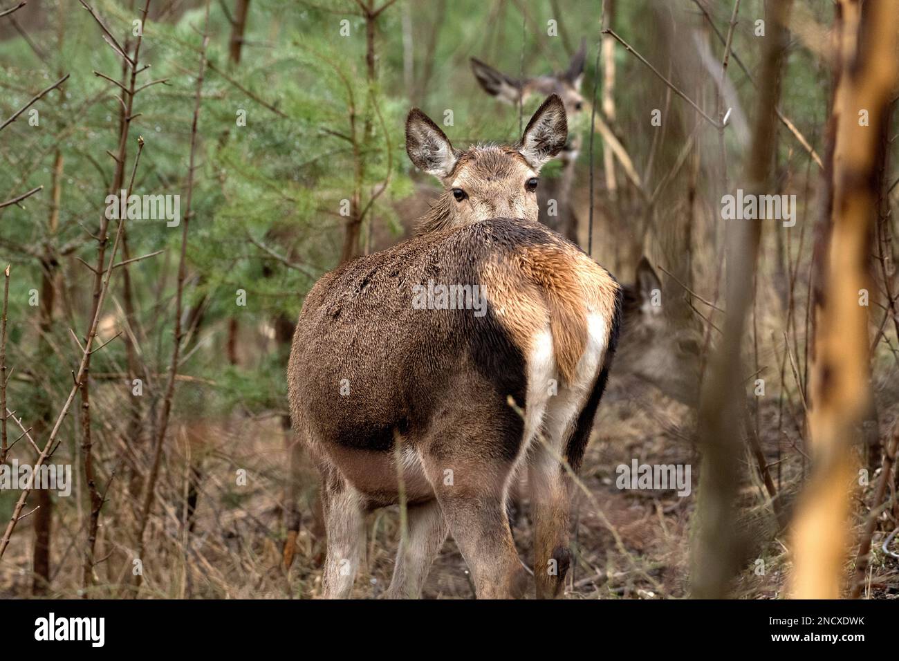 Antler carriers hi-res stock photography and images - Alamy