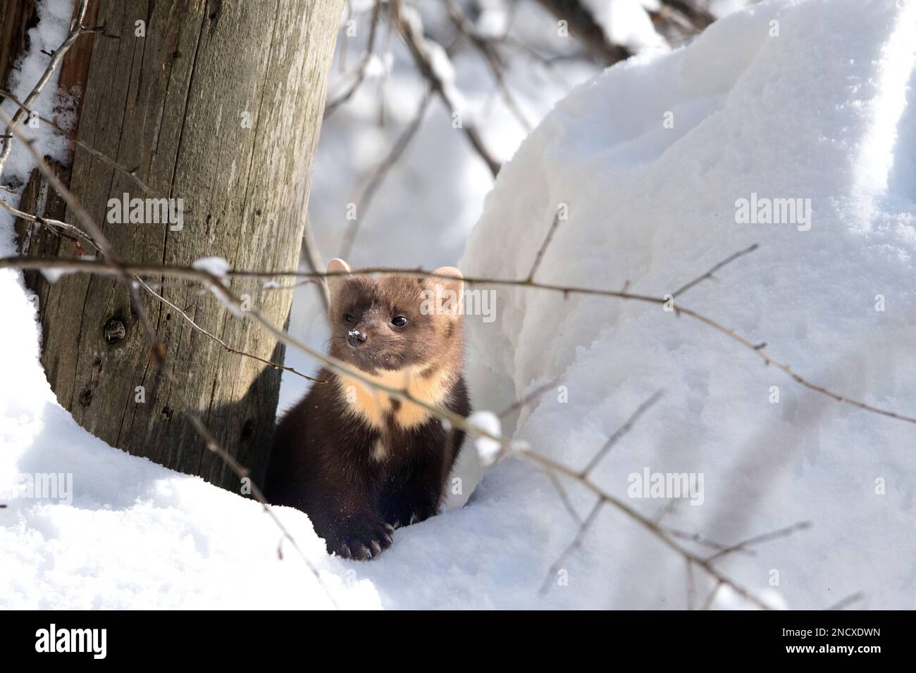 Baummarder im Tiefschnee *** Local Caption *** Pine marten, Real marten ...
