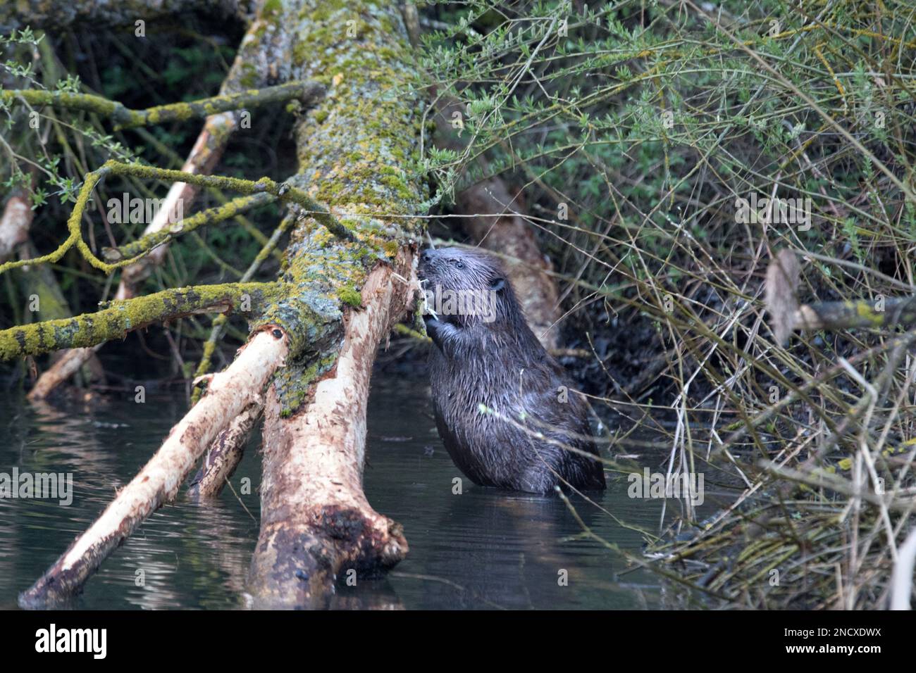 Nagender Biber *** Local Caption *** Gnawed trees, beaver, beaver at ...