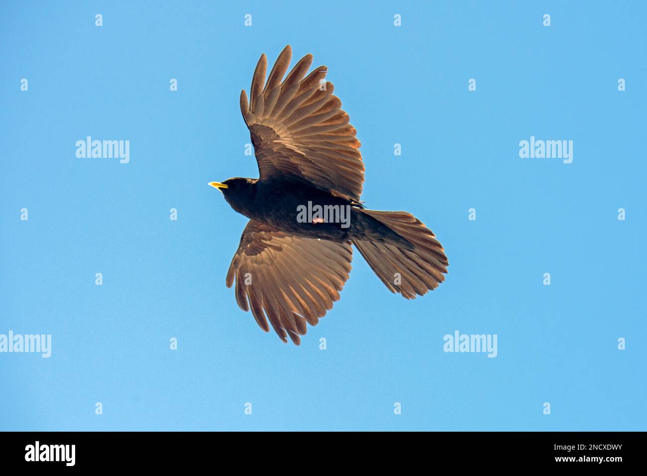 Alpendohle,Bergdohle,Bergvogel,Gebirgsvogel,Pyrrhocorax graculus ...