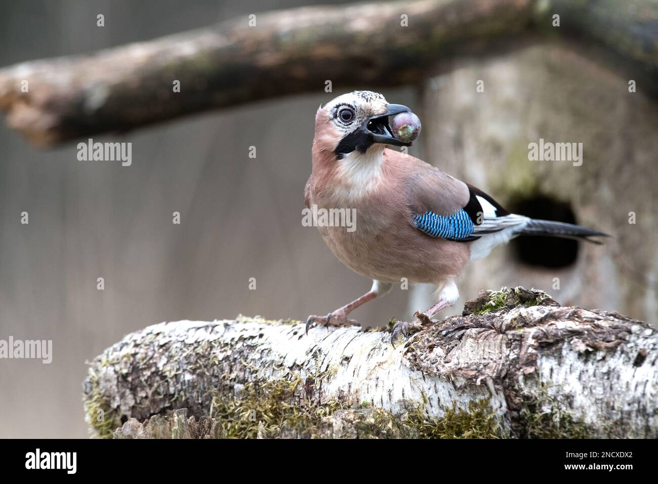 Eichelhäher *** Local Caption *** Acorn in the beak, Jay, Jay with ...