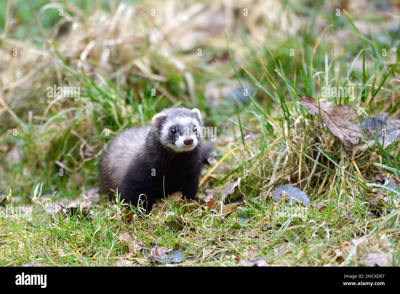 Iltis *** Local Caption *** Noble fur, Native predator, European ...