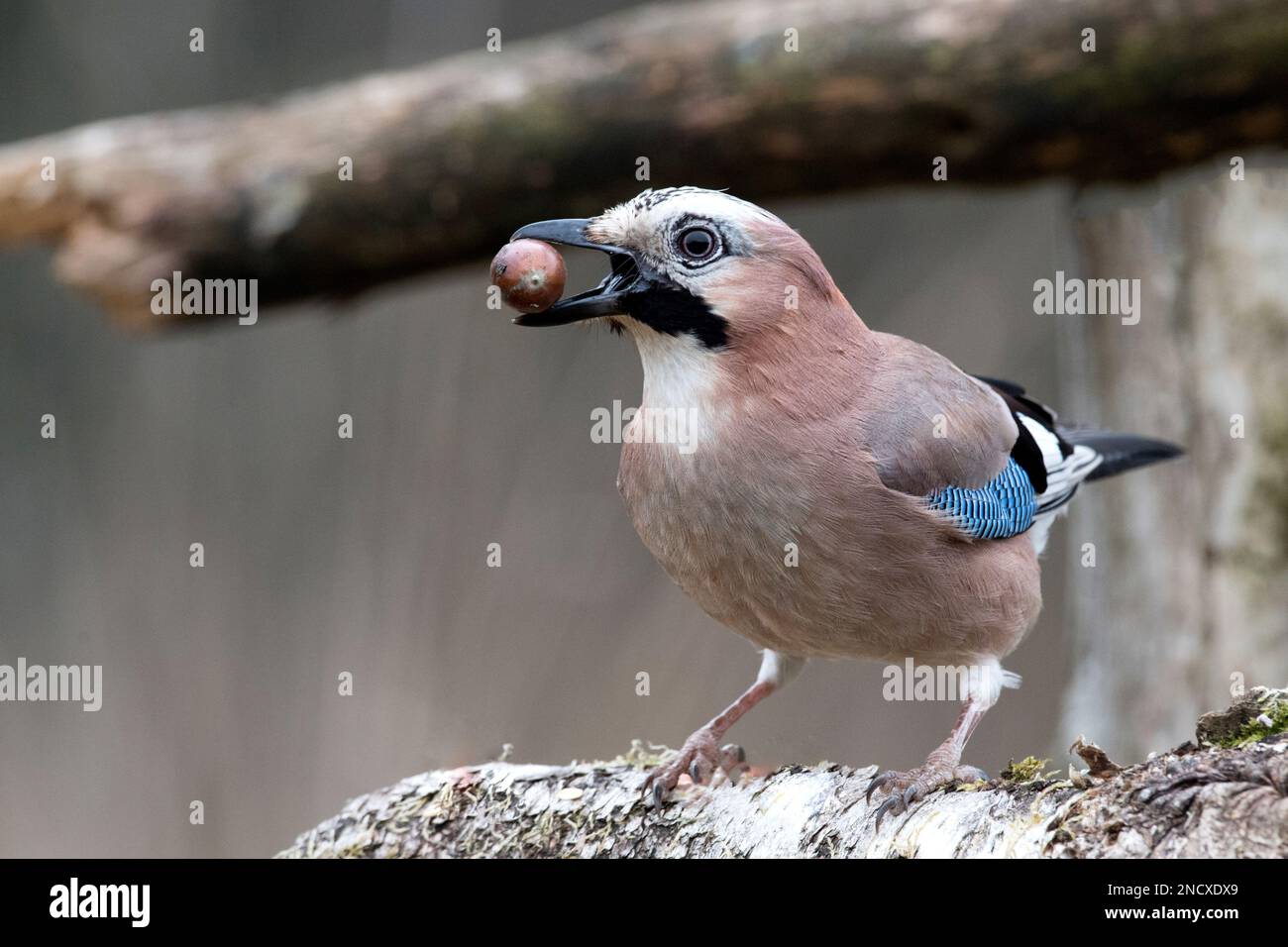 Eichelhäher *** Local Caption *** Acorn in beak, Jay, Jay with acorn ...