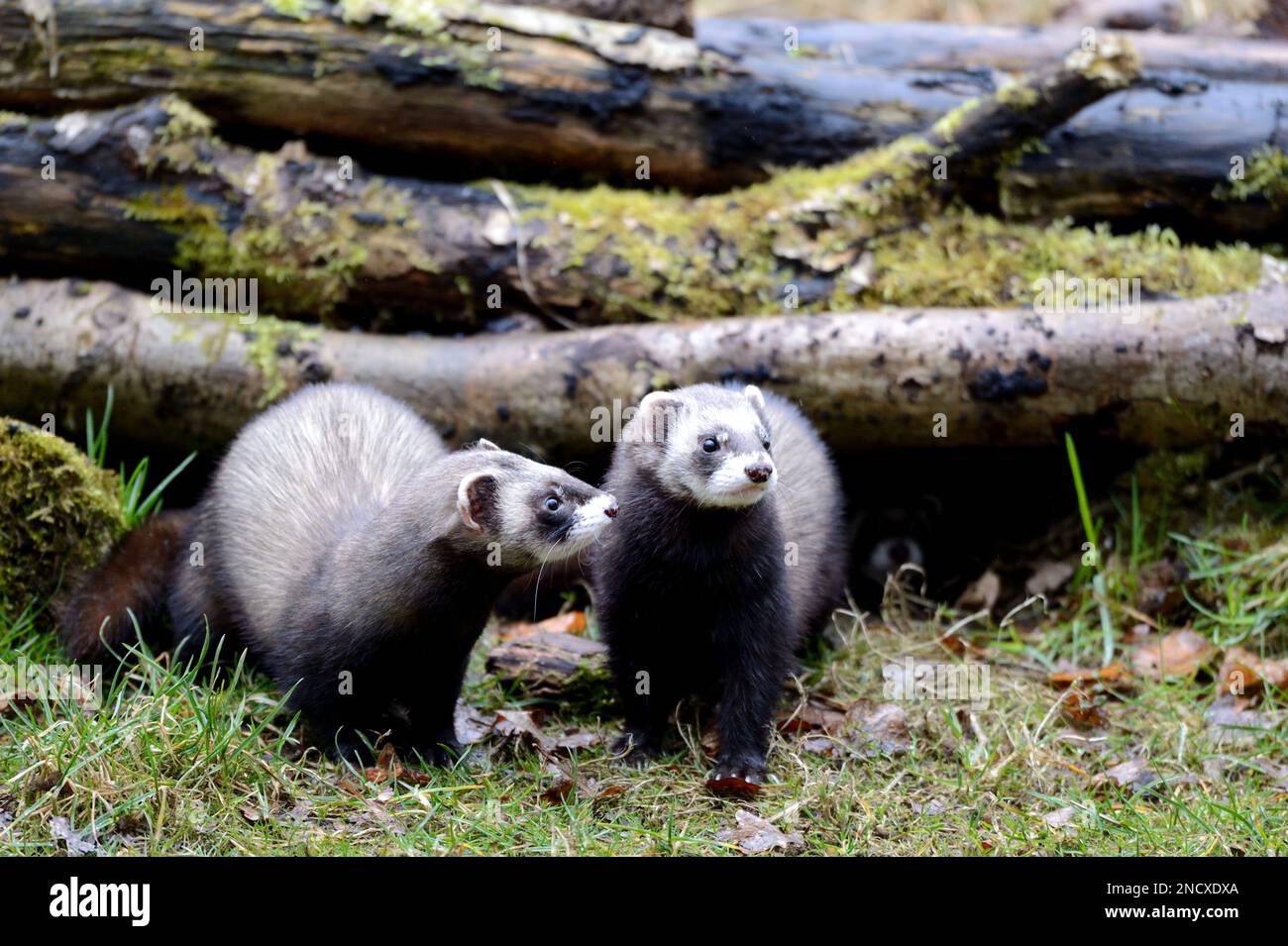 Polecat in spring on the prowl hi-res stock photography and images - Alamy