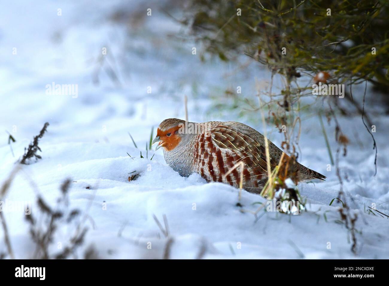 Rebhuhn im Winter *** Local Caption *** Pheasant species, Partridges ...