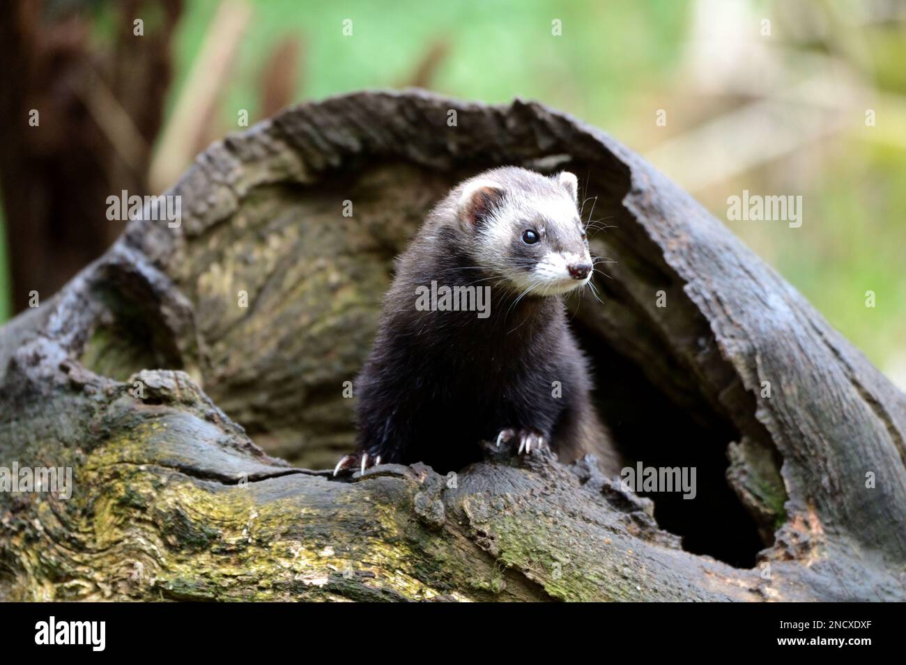 Iltis *** Local Caption *** Noble fur, Native predator, European polecat, Nimble, Stealthy ...