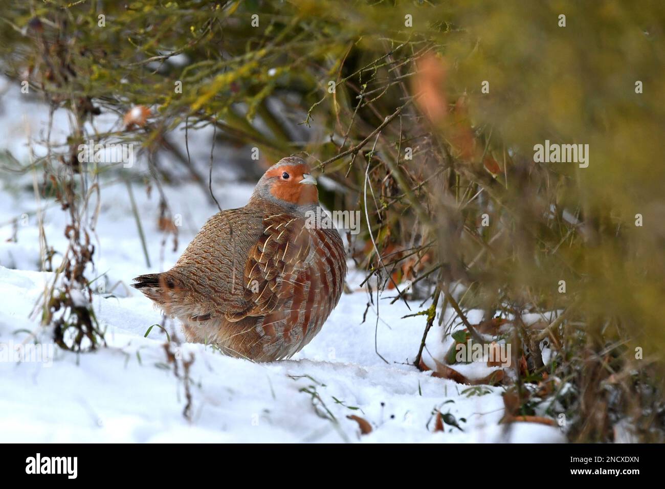 Rebhuhn im Winter *** Local Caption *** Pheasant species, Partridges ...