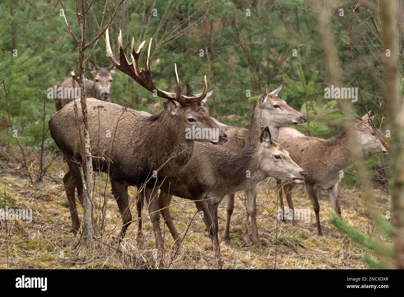 Rotwild Winterende *** Local Caption *** Deer, Cervids, Cervus elaphus ...