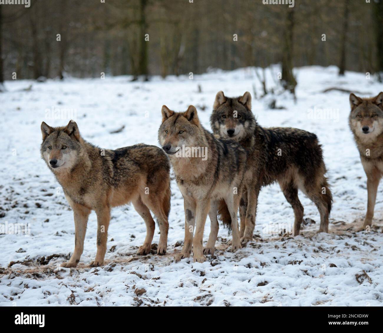 Wölfe mit Beute *** Local Caption *** Canine, Canis lupus, Native ...