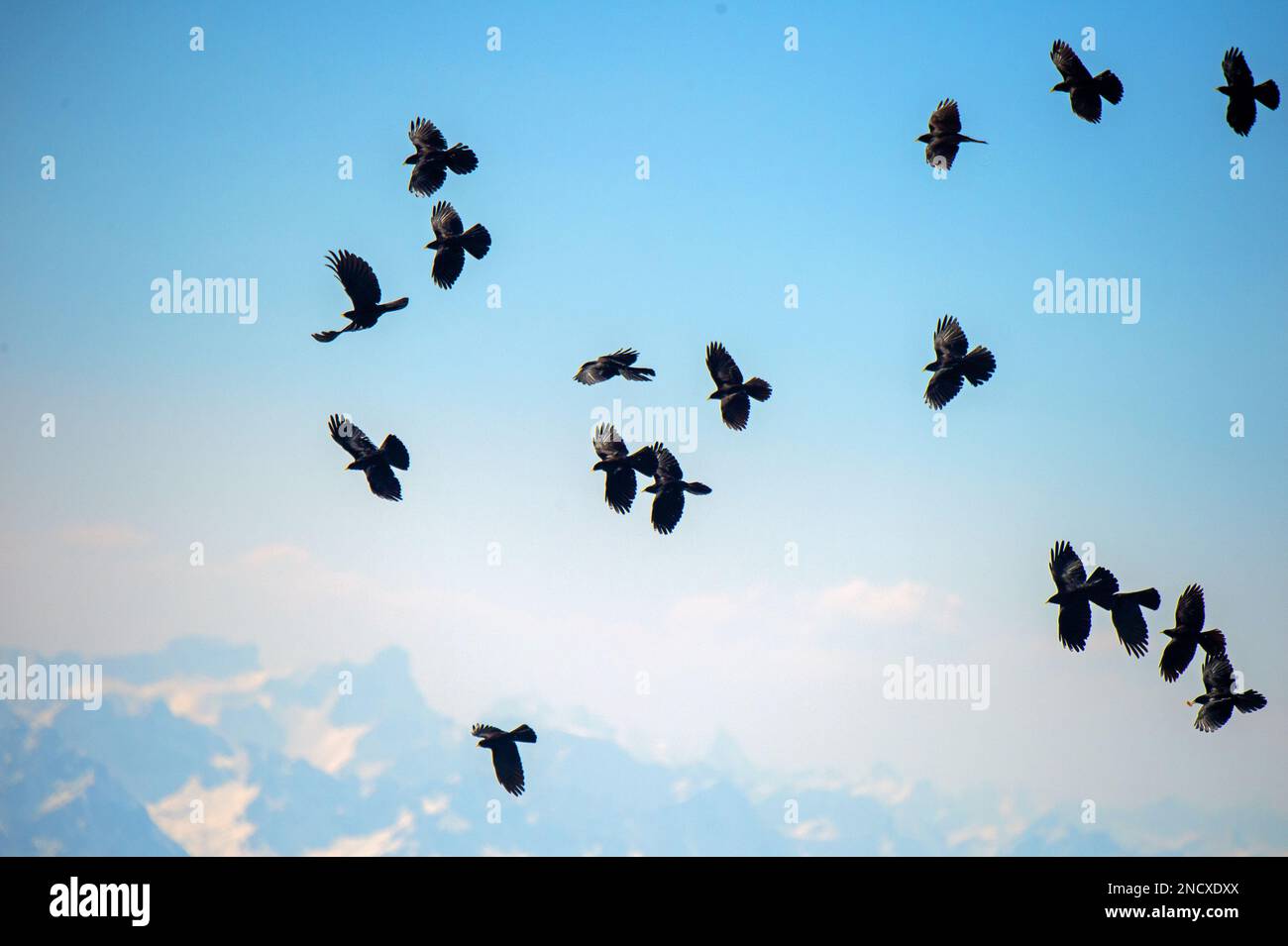 Alpendohle,Bergdohle,Bergvogel,Gebirgsvogel,Pyrrhocorax graculus ...