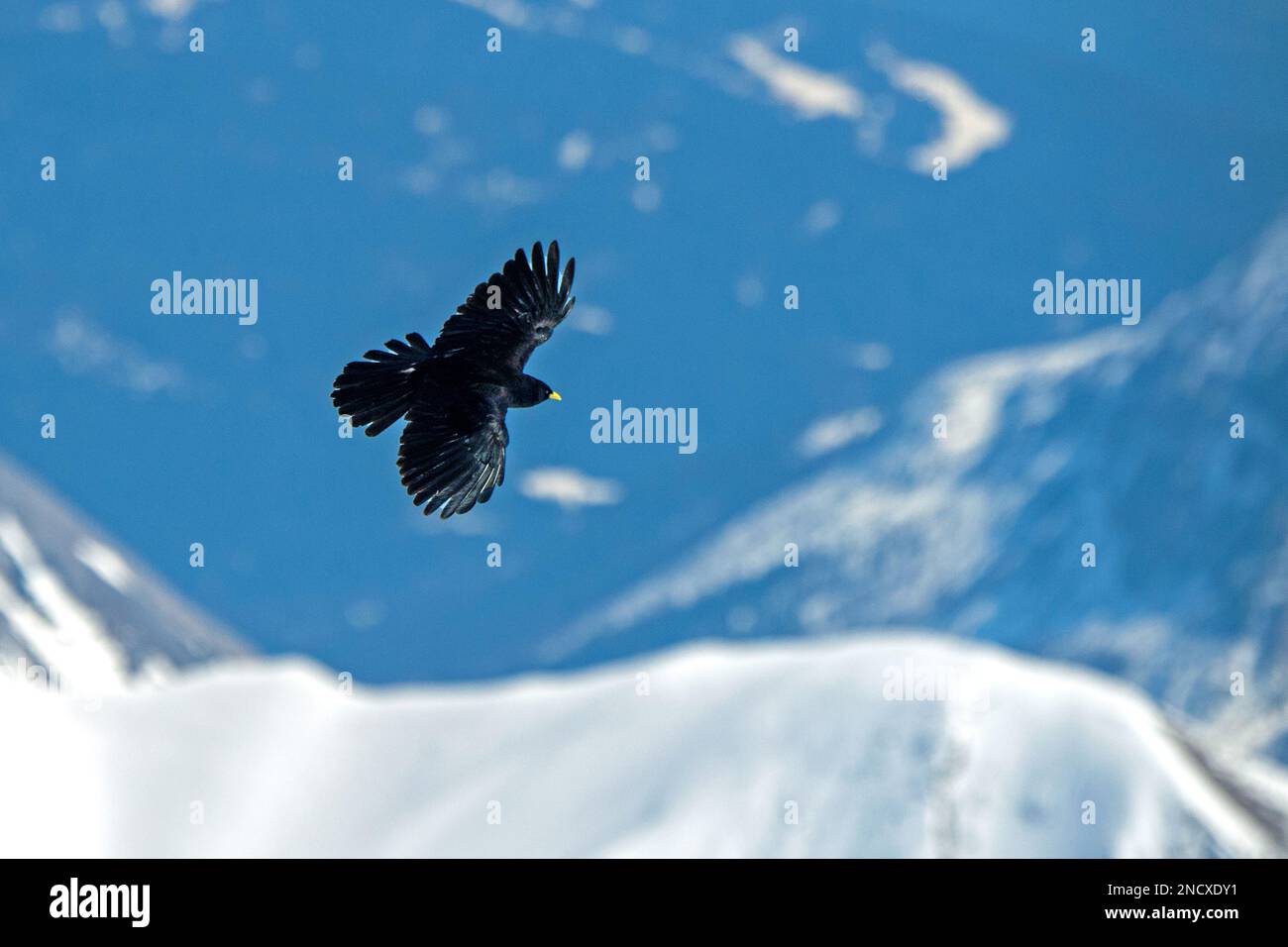 Alpendohle,Bergdohle,Bergvogel,Gebirgsvogel,Pyrrhocorax graculus ...