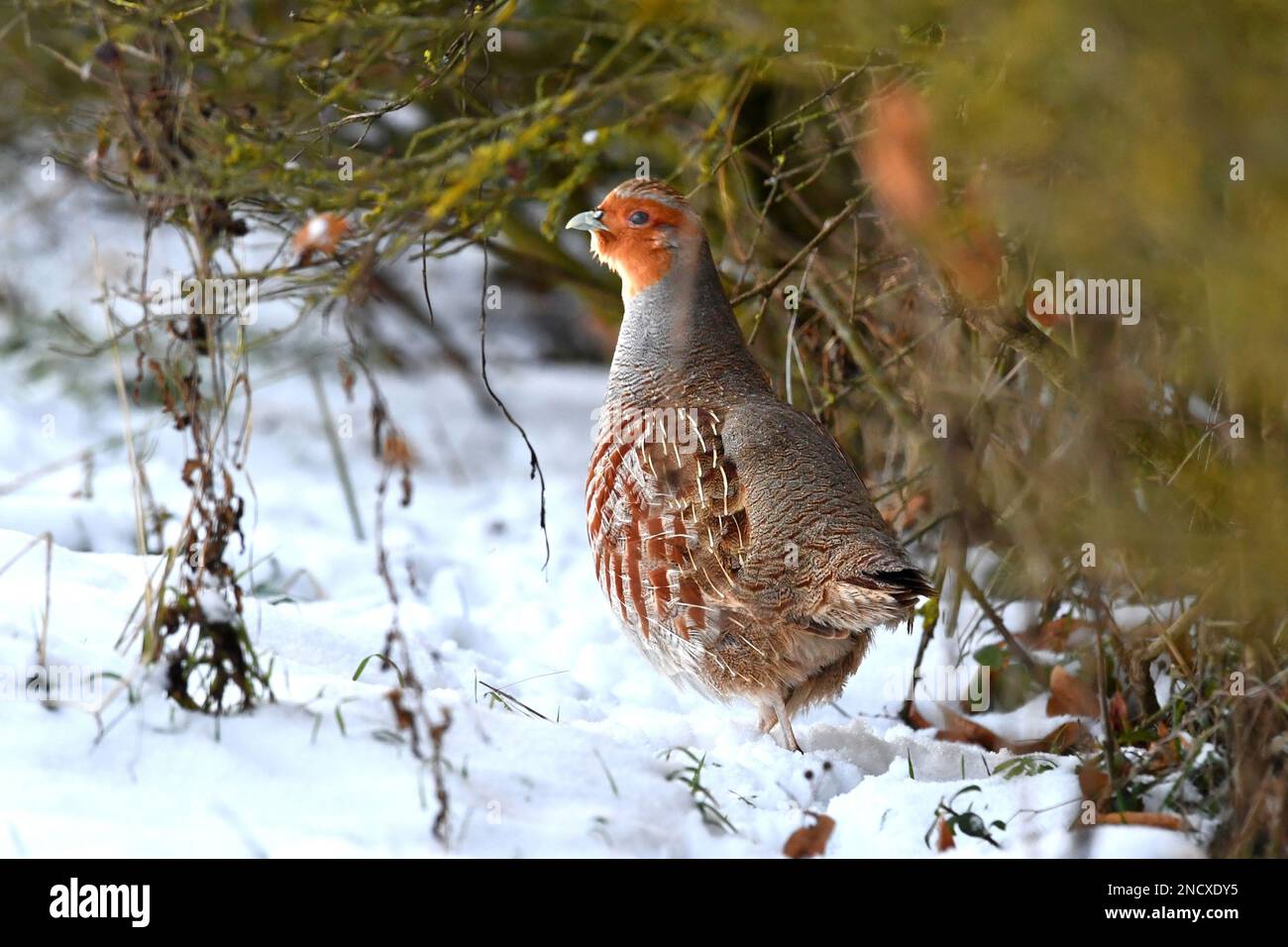 Pheasant species hi-res stock photography and images - Alamy