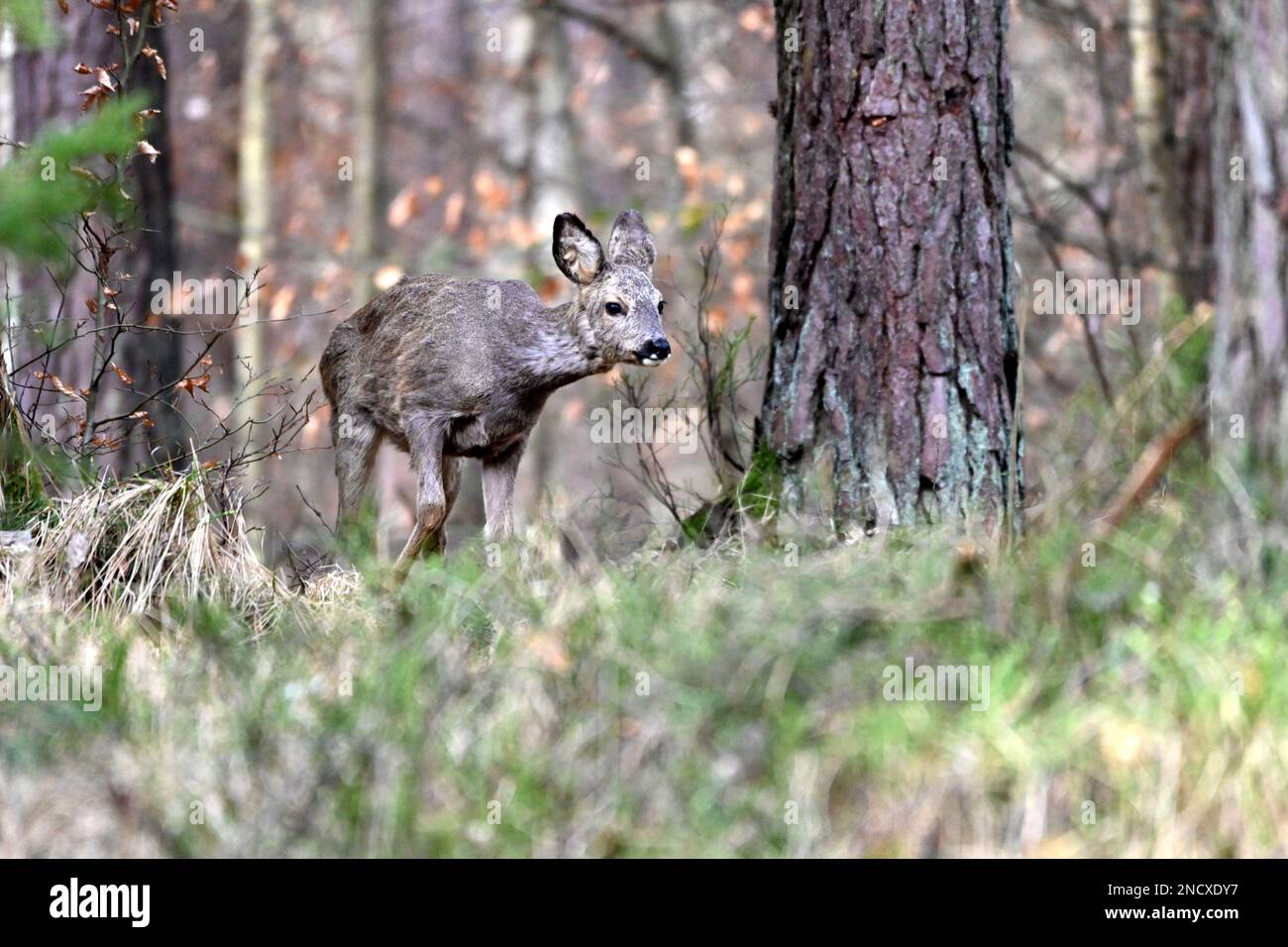 Roe deer end of march hi-res stock photography and images - Alamy