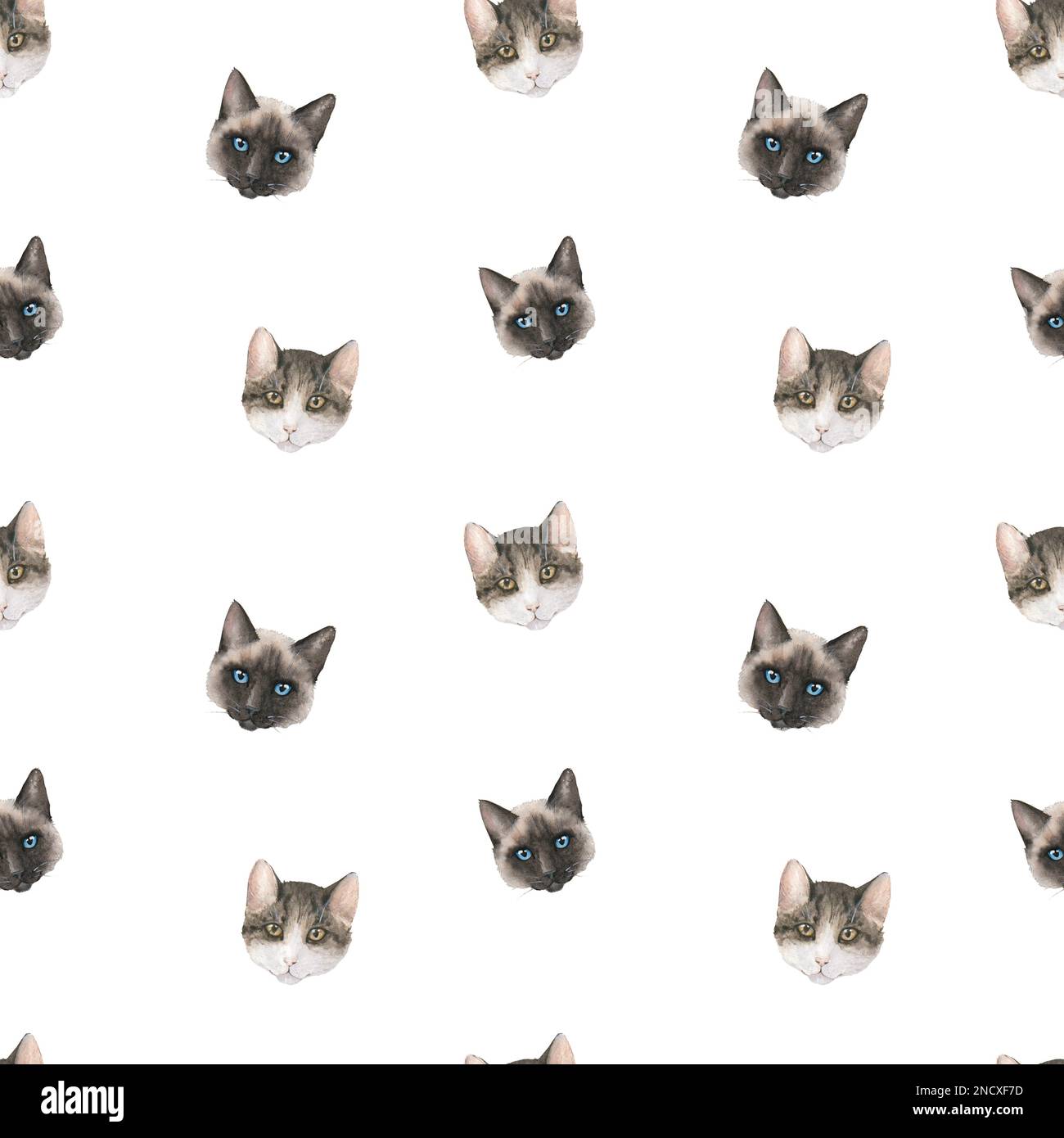 Funny Cat Backgrounds Tumblr