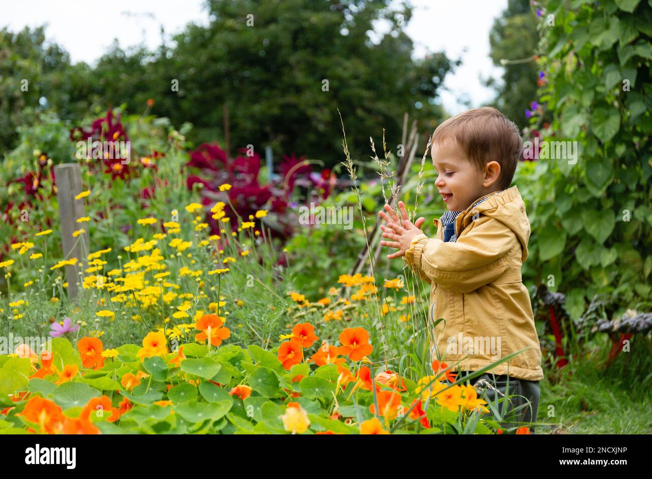 Little boy touching the flowers in the garden Stock Photo - Alamy